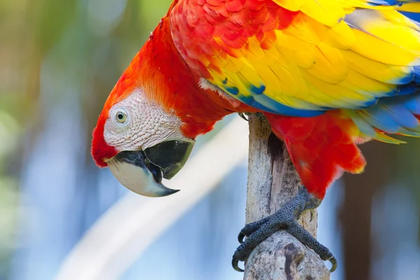 Ljusröd Ara papegoja — Stockfotografi © PondShots #2457427