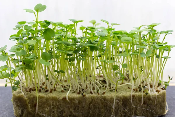 Micro-green in the home kitchen for healthy food, close-up. Microgreens ...