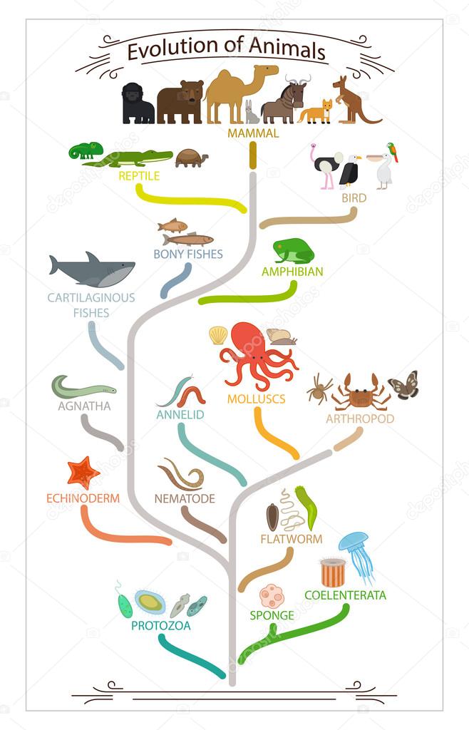 Biological evolution animals scheme — Stock Vector © ssstocker #92514510