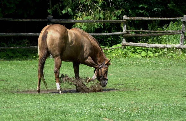 Horse poop Stock Photos, Royalty Free Horse poop Images | Depositphotos