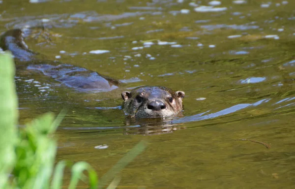 Nutria del río norte fotos de stock, imágenes de Nutria del río norte ...
