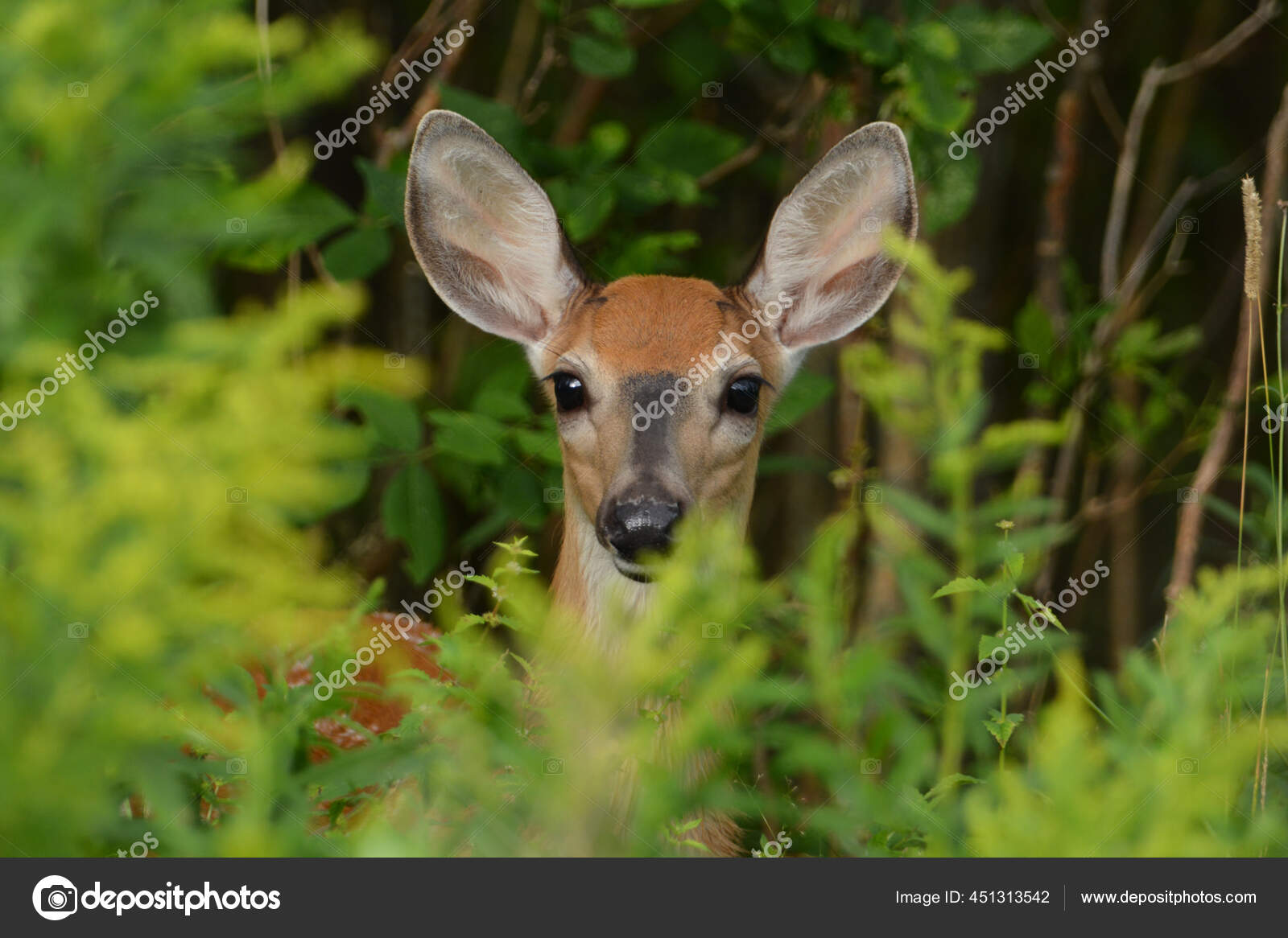 White Tailed Deer Fawn Standing Edge Forest — Stock Photo © CH-0001 ...