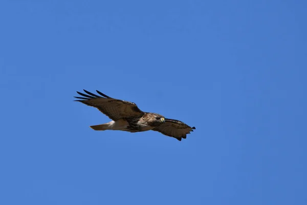 Broad wing hawk Stock Photos, Royalty Free Broad wing hawk Images ...