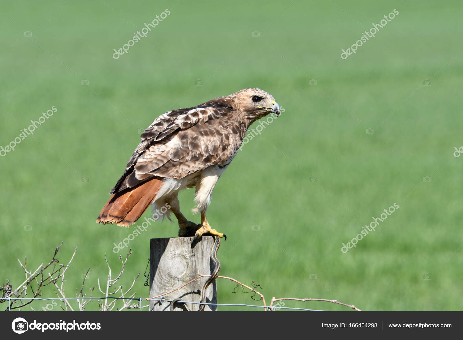 Red Tailed Hawk Eating Snake