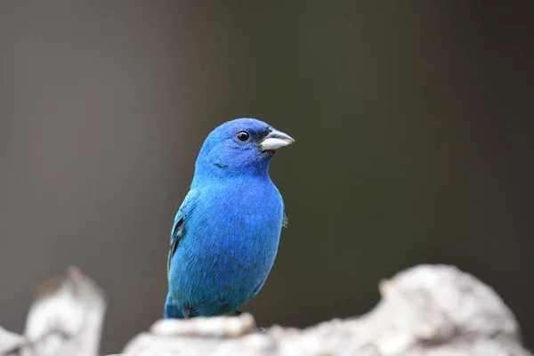 Indigo bunting Stock Photos, Royalty Free Indigo bunting Images ...