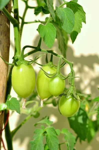 Planta de tomate verde Stock Photos, Royalty Free Planta de tomate ...