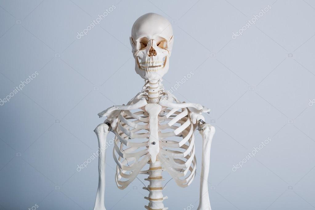 White human body bone frame on white background — Stock Photo © Vietbox ...