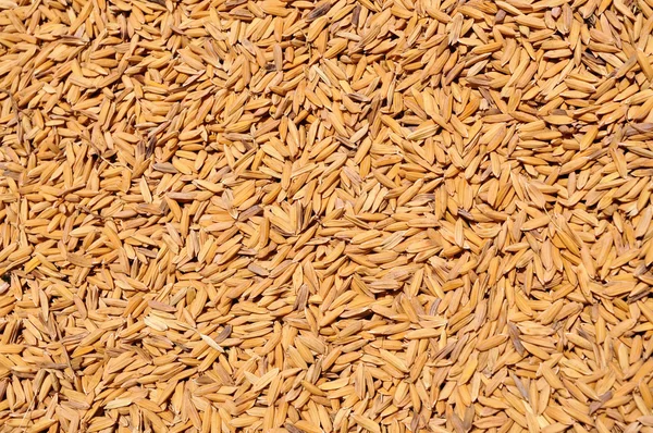 Drying rice Stock Photos, Royalty Free Drying rice Images | Depositphotos