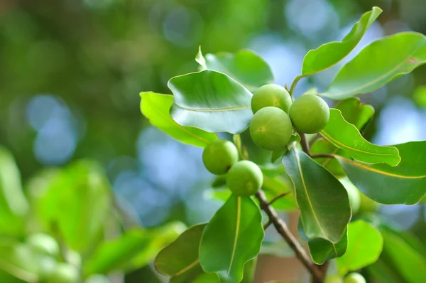 Fruits sauvages images libres de droit, photos de Fruits sauvages ...