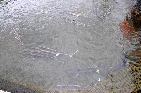 National fish hatchery system Stock Photos, Royalty Free National fish ...