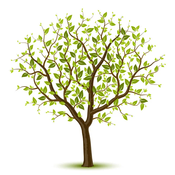 Kale boom Stockvectors, rechtenvrije Kale boom illustraties ...