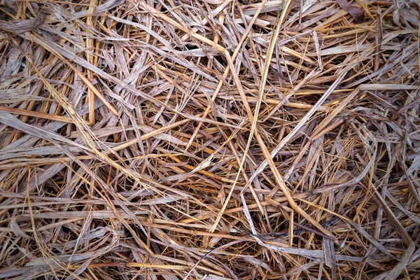 Garbage and straw nest Stock Photos, Royalty Free Garbage and straw ...