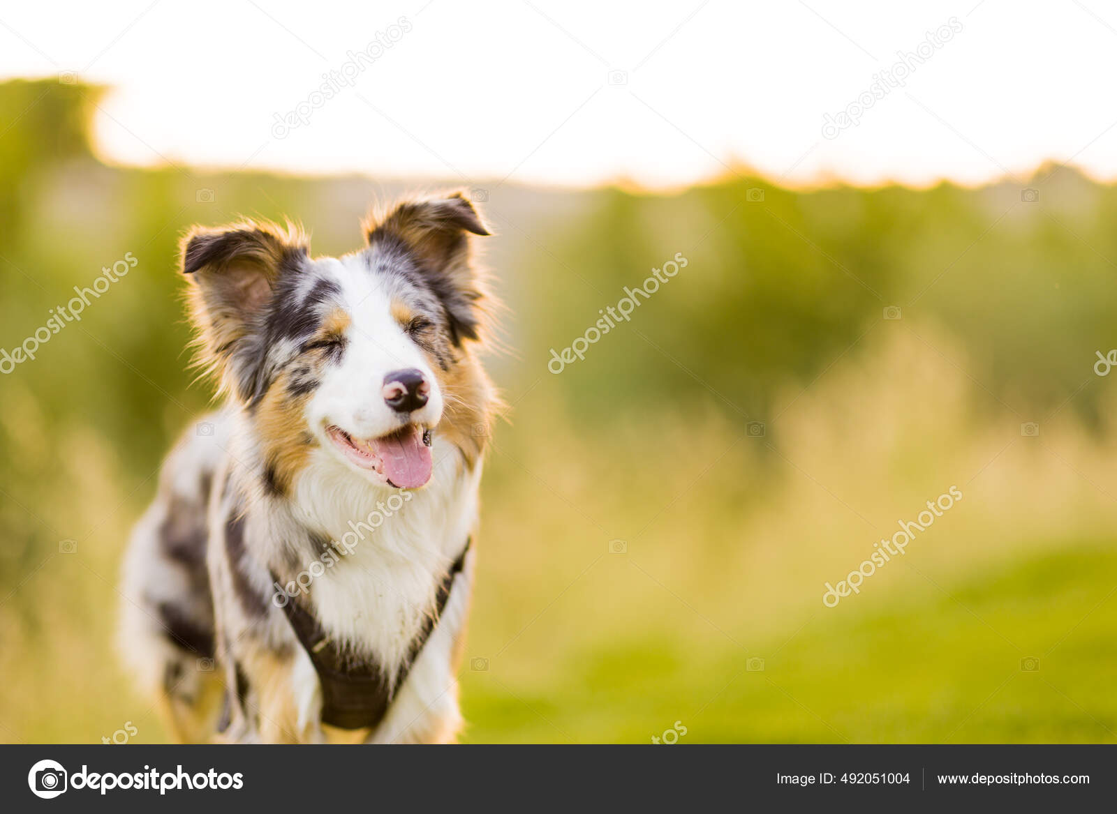 Border collie dog in natural pet enviroment. portrait in a meadow for a ...