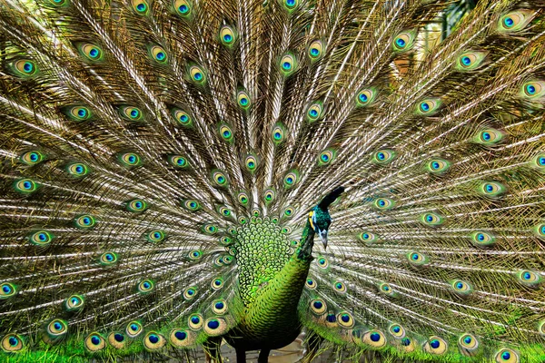 Merak / Peacocks, Peafowl es un nombre común para tres especies de aves ...