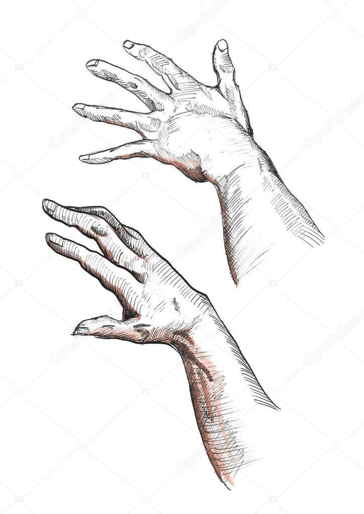 Expressive left and right human hands showing flexed tense muscles ...