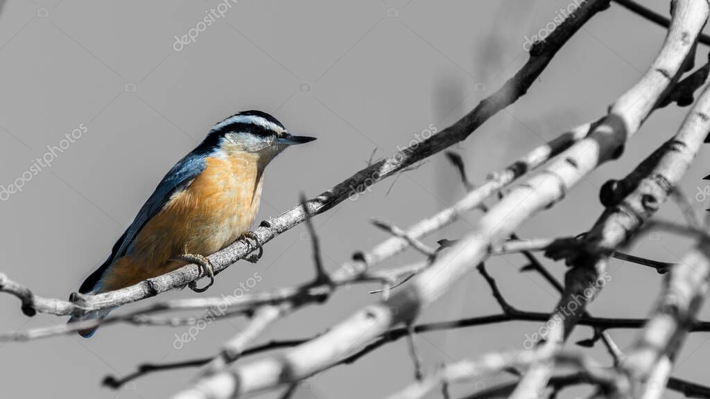 Nuthatch de pecho rojo (Sitta canadensis) p jaro cantor encaramado en ...