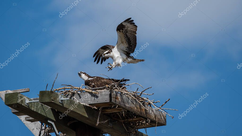 Osprey (Pandion haliaetus) aves en vuelo y volando en el cielo. Hawks ...