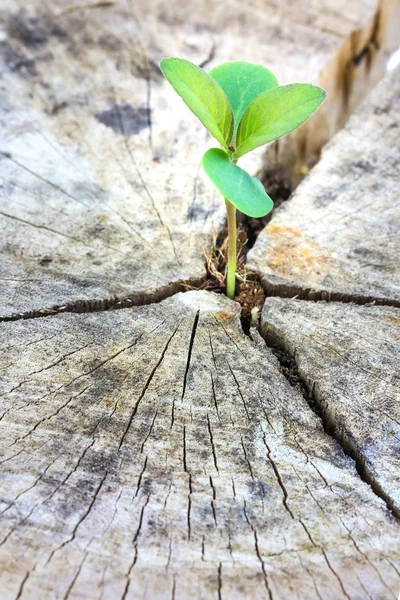 Seedling growing in a timber isolated on white background,Focus on ...