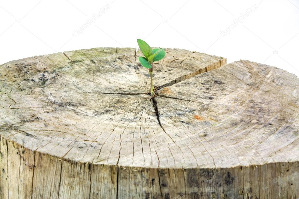 Seedling growing in a timber isolated on white background,Focus on ...