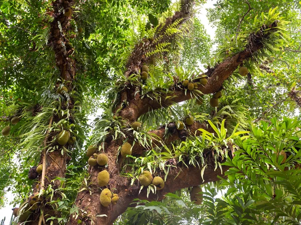 Árvore com fruto Stock Photos, Royalty Free Árvore com fruto Images ...