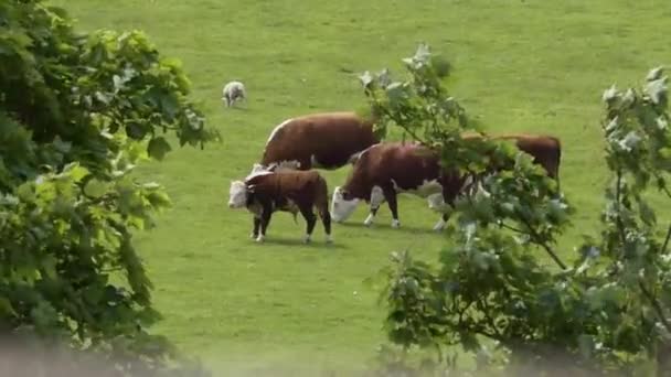 45,996 Cow Videos, Royalty-free Stock Cow Footage | Depositphotos