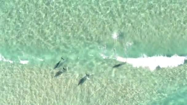 46 Mating dolphins Stock Videos, 4K & HD Footage | Depositphotos