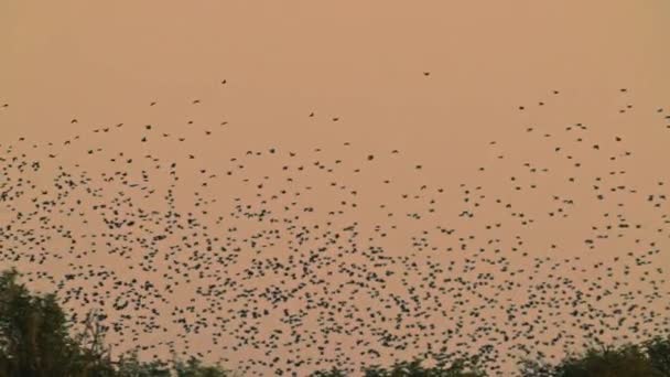 4,959 Flying together Videos, Royalty-free Stock Flying together ...