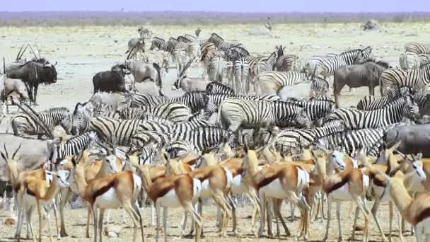 598 Wild springbok Videos, Royalty-free Stock Wild springbok Footage ...