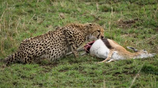 157 Vzor gepard Videos, Royalty-free Stock Vzor gepard Footage ...