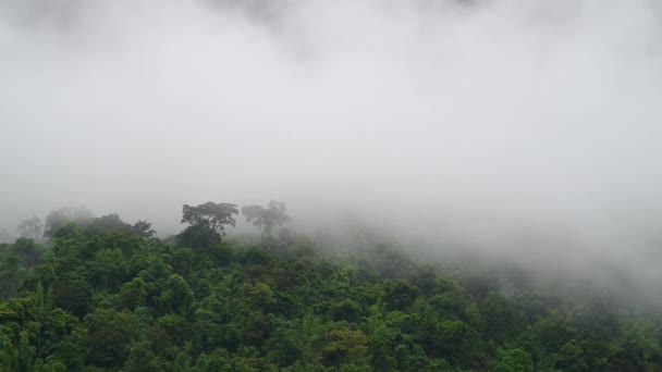 495 Templo tigre Videos, Royalty-free Stock Templo tigre Footage ...