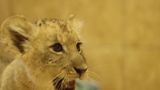 1,023 León bebé Stock Videos, 4K & HD Footage | Depositphotos