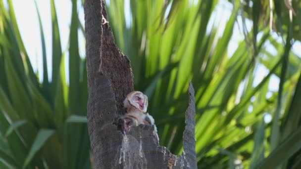 12 Chouettes typiques Videos, Royalty-free Stock Chouettes typiques ...