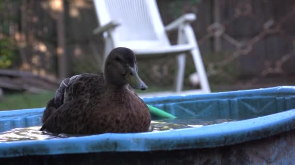 Vidéos pour Lavage du canard, Lavage du canard clips vidéo HD / 4K ...