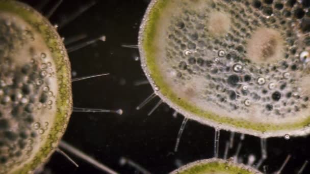 281 Sardunya sardunya Videos, Royalty-free Stock Sardunya sardunya ...