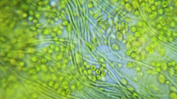 Cyanobacteria Under Microscope