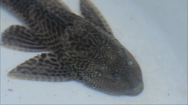 38 Peixe sugador Videos, Royalty-free Stock Peixe sugador Footage ...