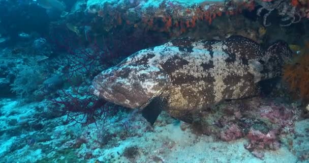 18 Agrupador goliat Videos, Royalty-free Stock Agrupador goliat Footage ...