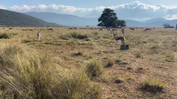 598 Wild springbok Videos, Royalty-free Stock Wild springbok Footage ...