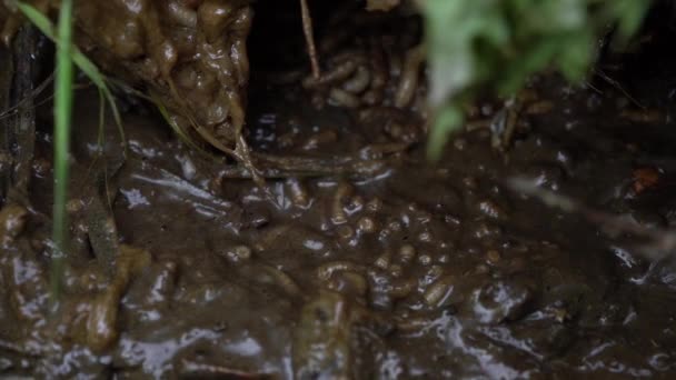 5,813 Dead body Videos, Royalty-free Stock Dead body Footage ...