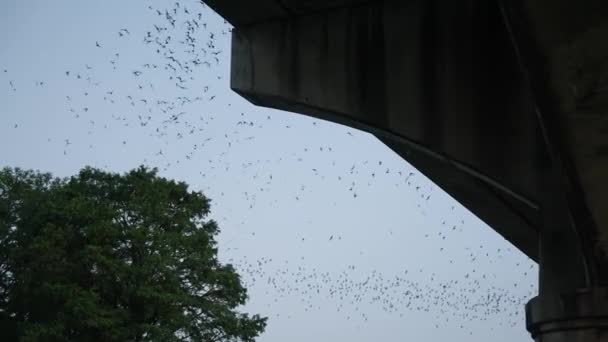 232 Batman Videos, Royalty-free Stock Batman Footage | Depositphotos