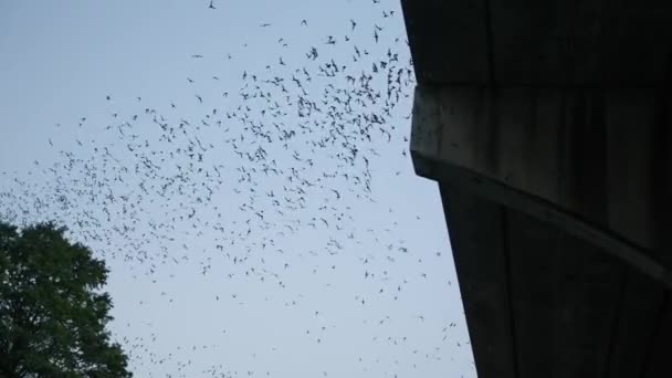 234 Batman Videos, Royalty-free Stock Batman Footage | Depositphotos