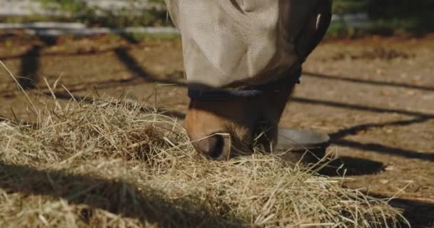 2,615 Fluemask Videos, Royalty-free Stock Fluemask Footage | Depositphotos