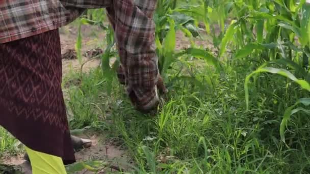 31 vídeos de Hoz aguda, metraje de Hoz aguda sin royalties | Depositphotos