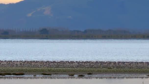 5,290 Animal mating Videos, lizenzfreies Stock Animal mating Footage ...