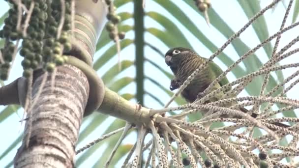Parrot Eating Aai Sitting Branch Acai Fruit Probably Maroon Bellied ...