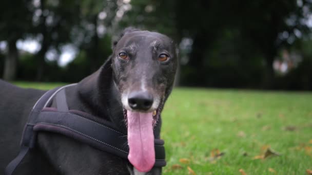 443 Greyhound dog Videos, Royalty-free Stock Greyhound dog Footage ...