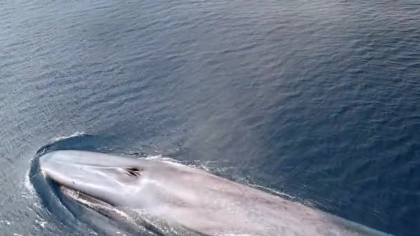 63 Rare find Videos, Royalty-free Stock Rare find Footage | Depositphotos