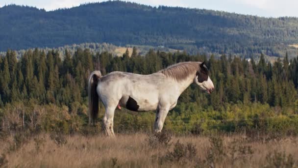 54 Horse poop Stock Videos, 4K & HD Footage | Depositphotos