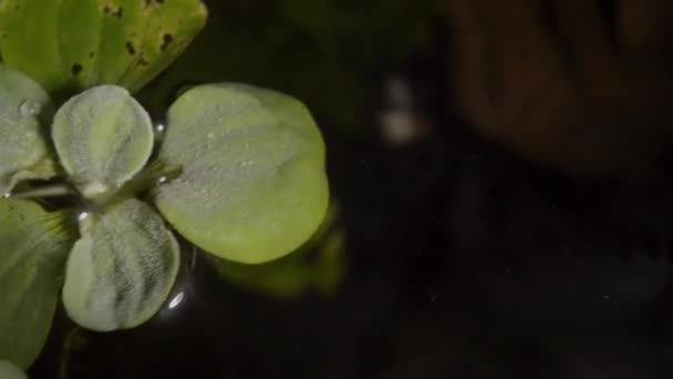 Dwarf Water Lettuce Aquarium Floating Water Plants Roots — Stock Video ...