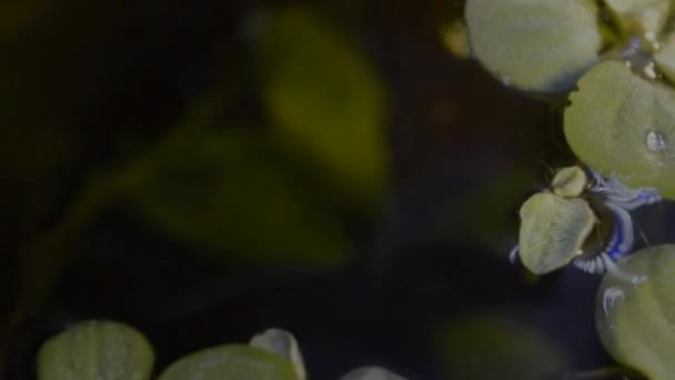 Dwarf Water Lettuce Aquarium Floating Water Plants Roots — Stock Video ...